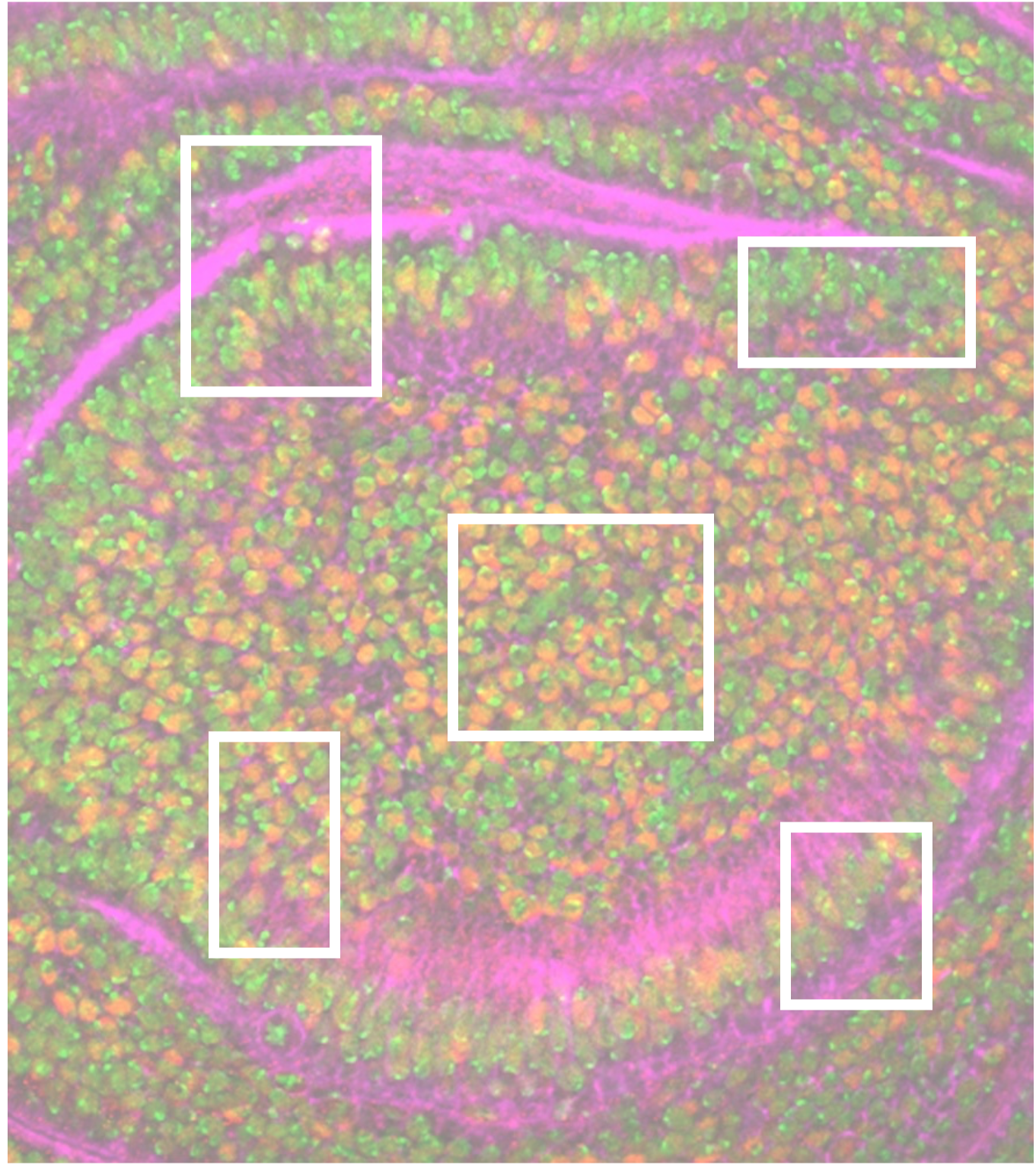 Software Development - Invetech
